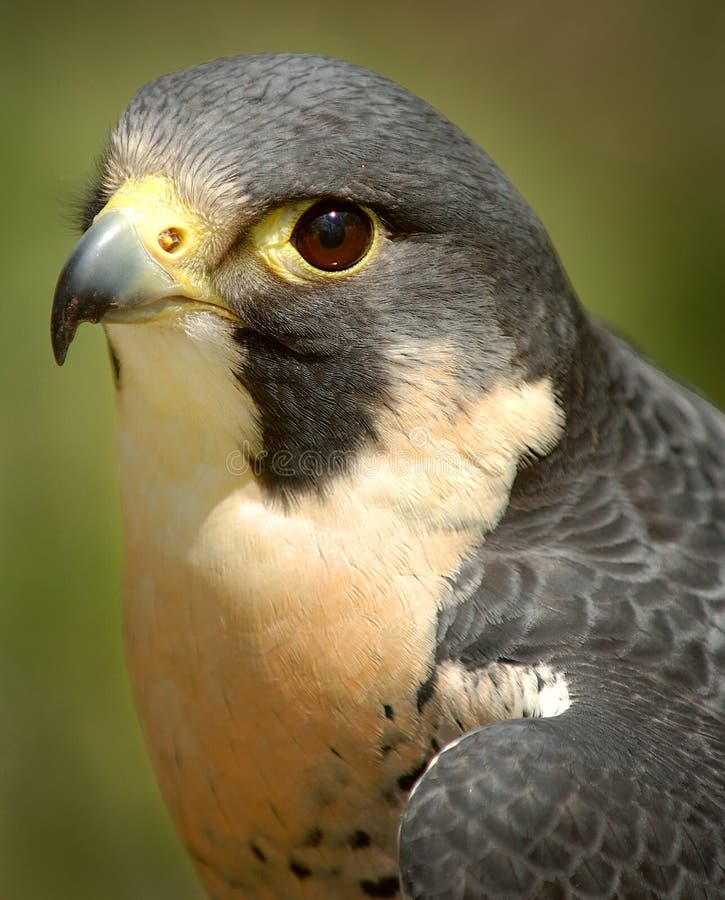 Peregrine Falcon stock photo. Image of eyes, animal, beak - 194610