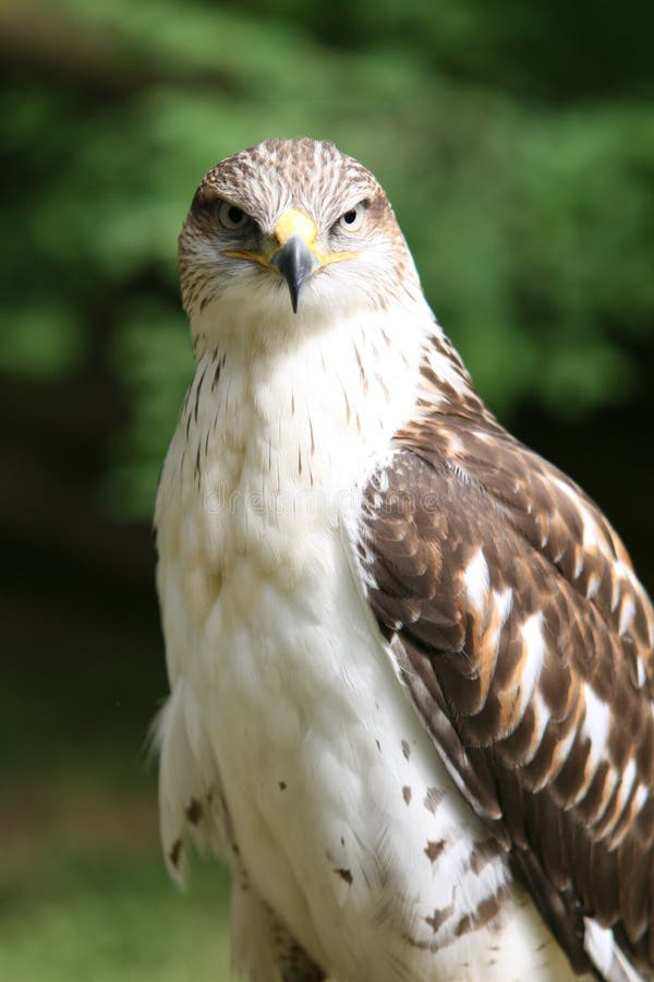 Peregrine falcon 2 stock image. Image of falconry, birding - 3357515