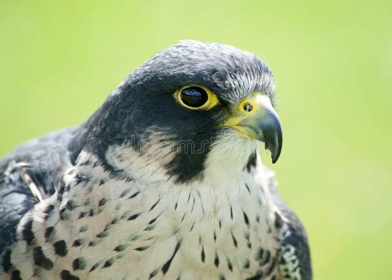 Peregrine Falcon stock photo. Image of hunter, falconidae - 20106702