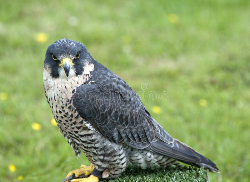 Peregrine Falcon stock image. Image of moustache, blue - 20106923