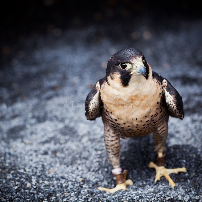 Peregrine Falcon stock image. Image of closeup, animal - 20363313