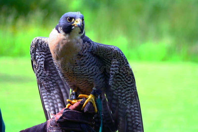 Peregrine Falcon stock image. Image of bird, fast, feet - 2673073