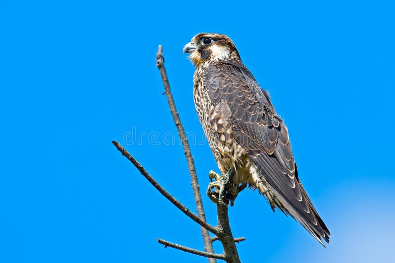 Peregrine Falcon stock photo. Image of animal, freedom - 26797044