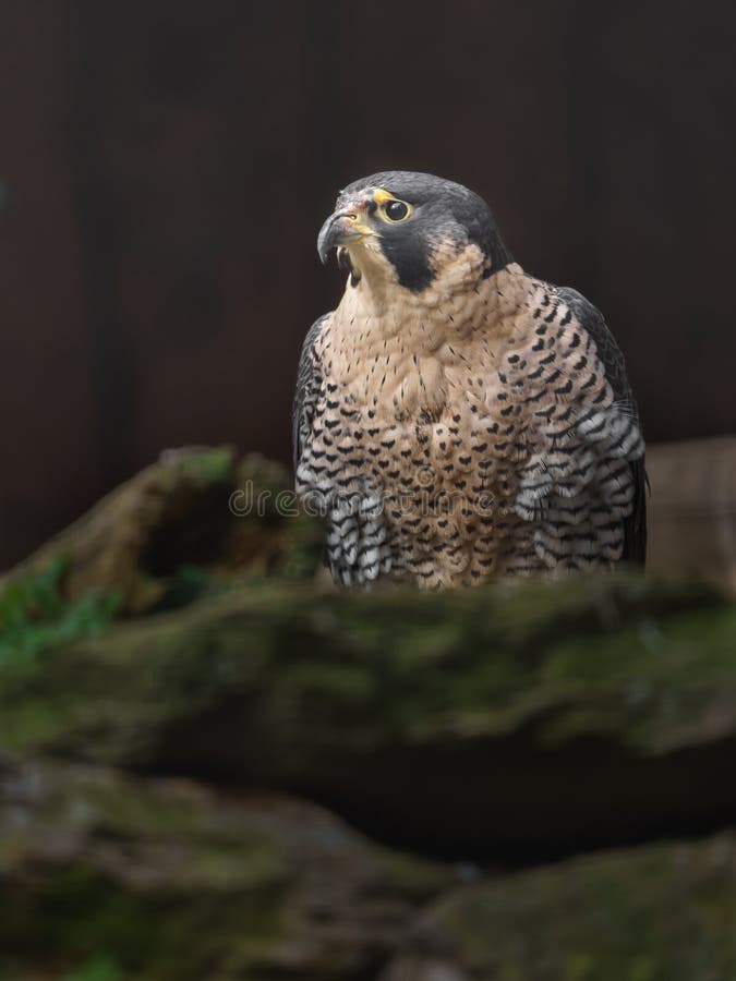 Peregrine falcon stock photo. Image of american, face - 269864246