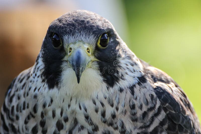 Peregrine Falcon stock photo. Image of gray, falconer - 27184538