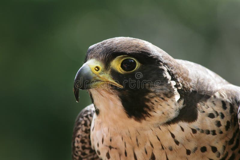 Side View Of A Peregrine Falcon Stock Image - Image of fast, avian ...