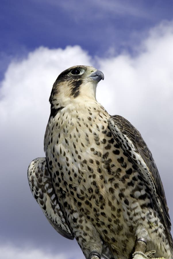 Peregrine falcon stock image. Image of raptor, clouds - 5022533