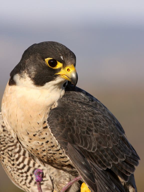 Peregrine Falcon stock image. Image of talons, bird, raptor - 9778565
