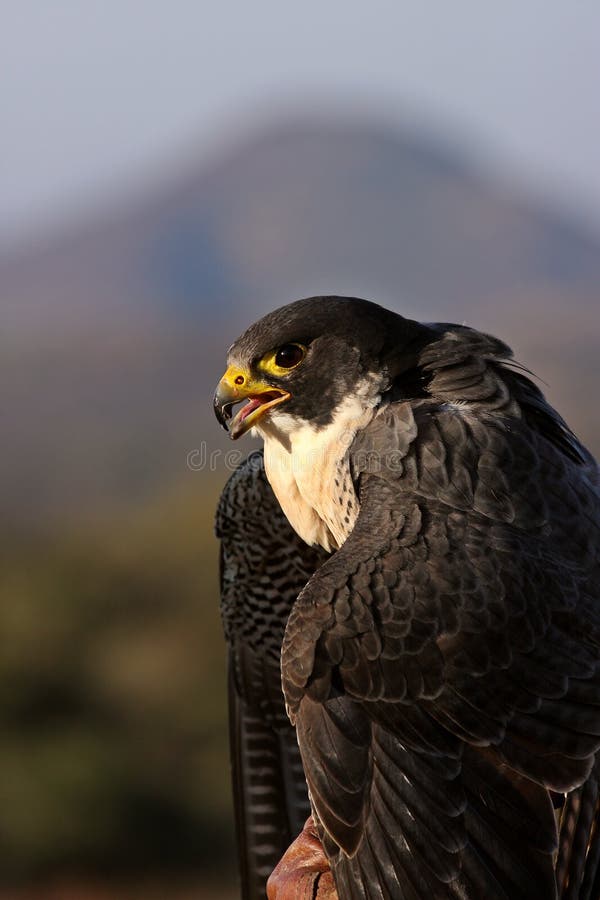Peregrine Falcon stock image. Image of faconry, flight - 9778665