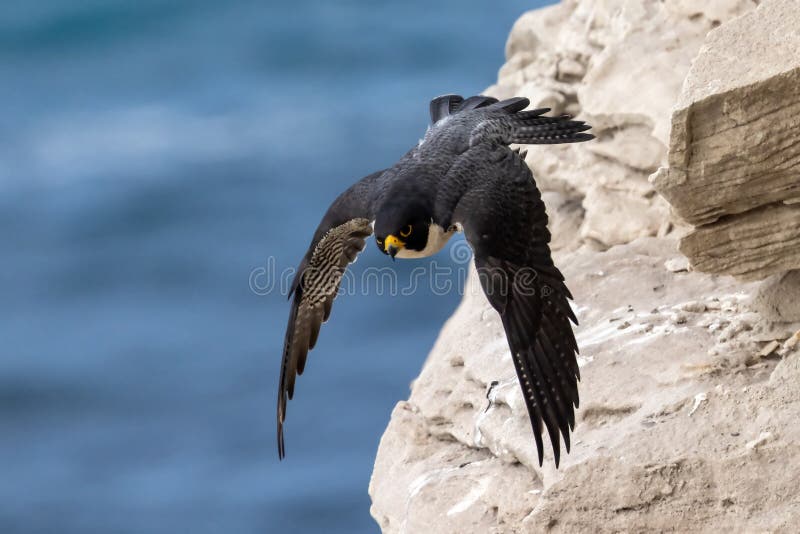 Peregrine falcon stock photo. Image of raptor, nature - 254803620