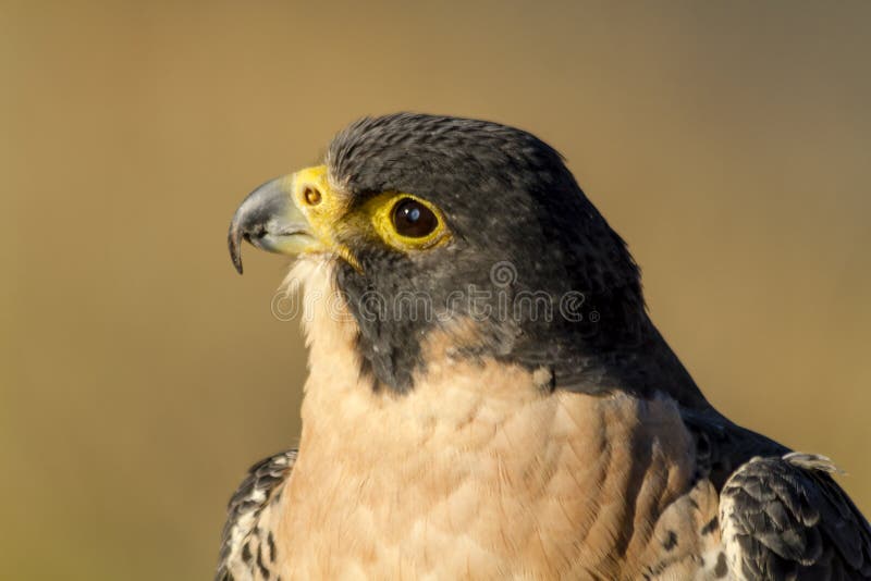 Peregrine Falcon in Autumn Setting Stock Image - Image of eyes ...
