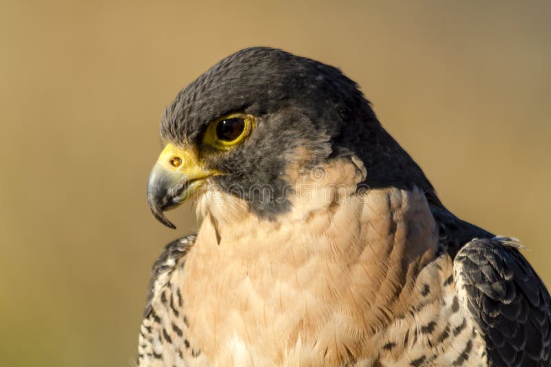 Peregrine Falcon in Autumn Setting Stock Photo - Image of majestic ...