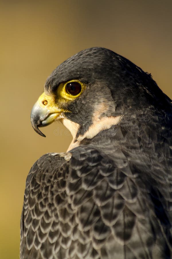 Peregrine Falcon in Autumn Setting Stock Image - Image of looking ...