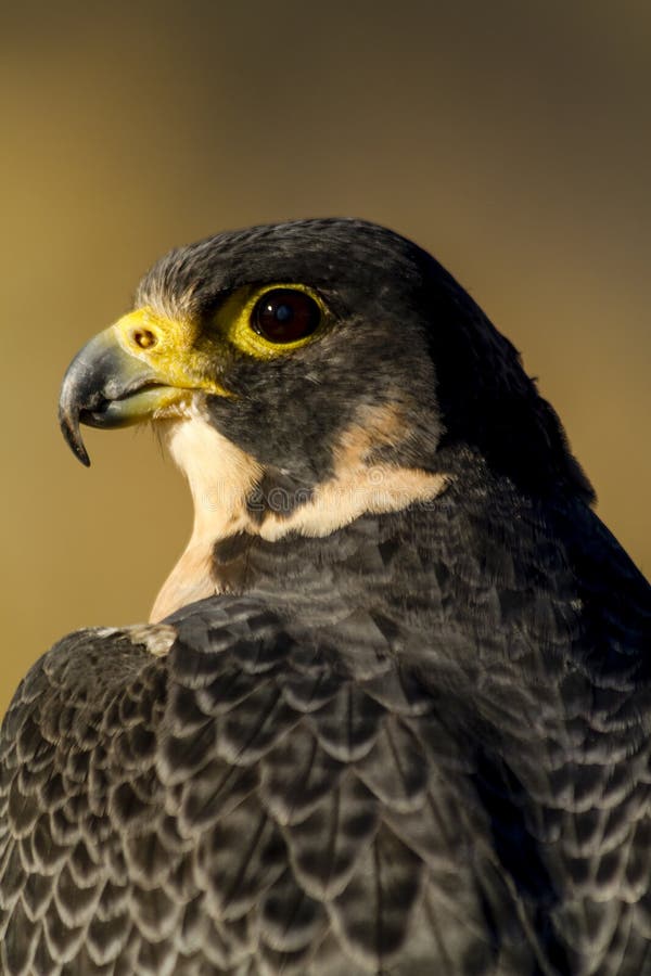 Peregrine Falcon stock photo. Image of animal, face, endangered - 37689732