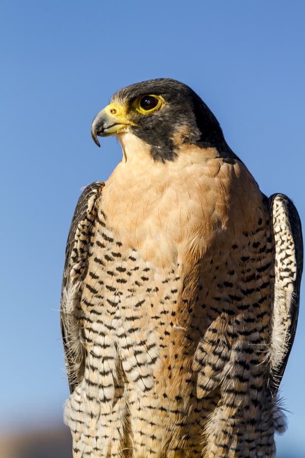 Peregrine Falcon in Autumn Setting Stock Image - Image of blue, closeup ...
