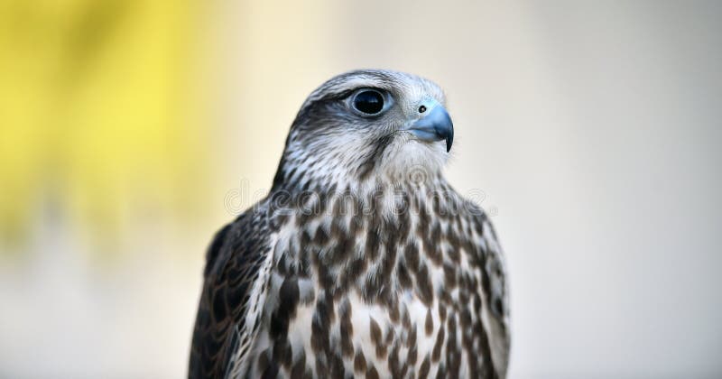 Peregrine Falcon with Beautiful Feathers Stock Image - Image of hunter ...