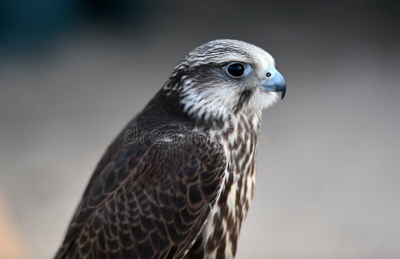 Peregrine Falcon with Beautiful Feathers Stock Photo - Image of natural ...