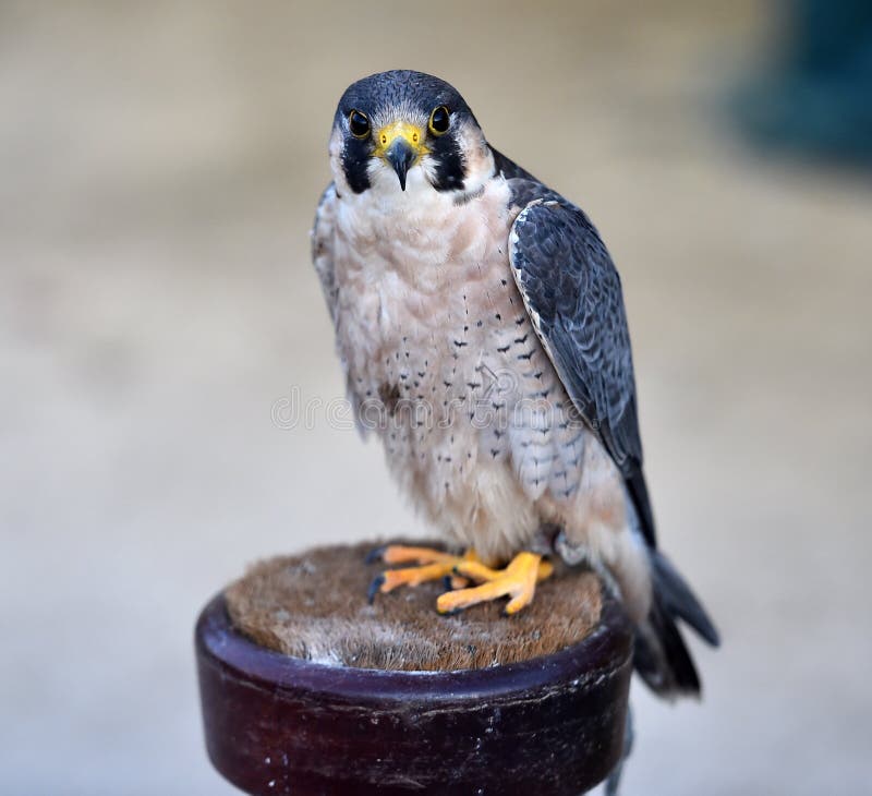 Peregrine Falcon with Beautiful Feathers Stock Image - Image of eyes ...