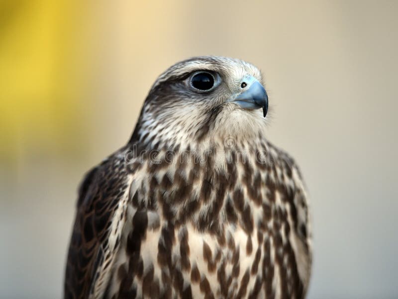 Peregrine Falcon with Beautiful Feathers Stock Image - Image of eyes ...