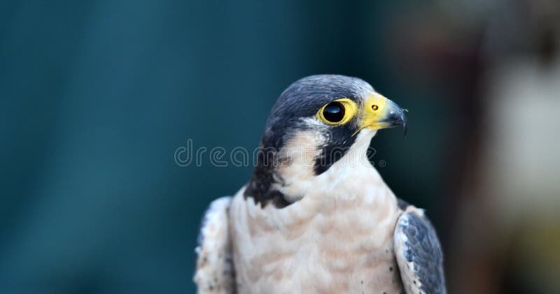 Peregrine Falcon with Beautiful Feathers Stock Photo - Image of brown ...