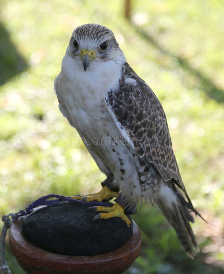 Peregrine Falcon with Big Eyes on the Perch Stock Image - Image of ...