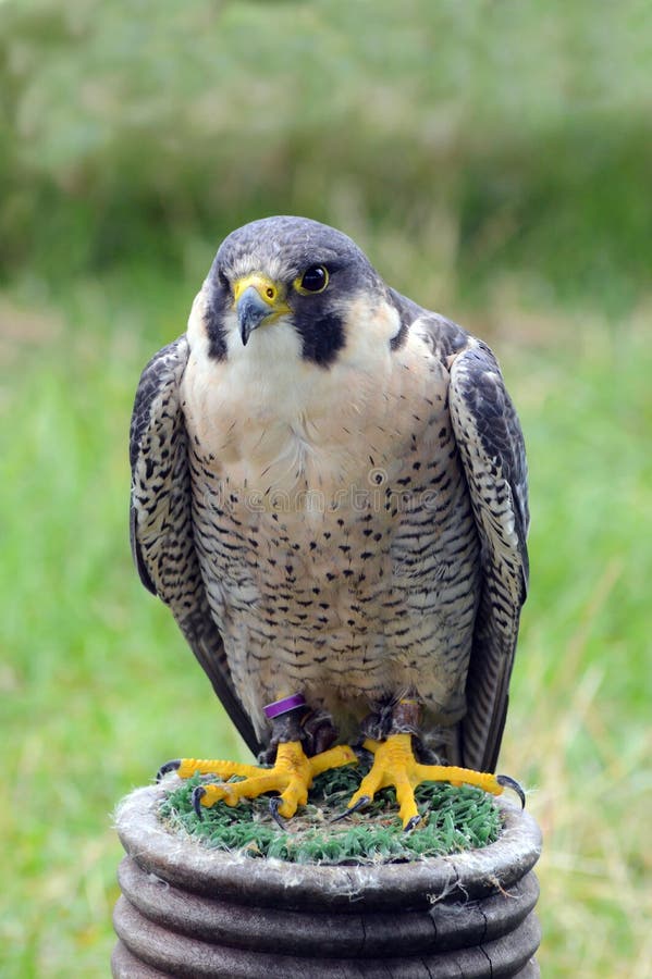 Peregrine Falcon - Bird of Prey - Resting on Stand Stock Image - Image ...