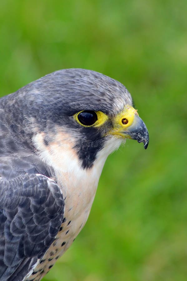 Peregrine Falcon - Bird Of Prey - Side Portrait Stock Photo - Image of ...