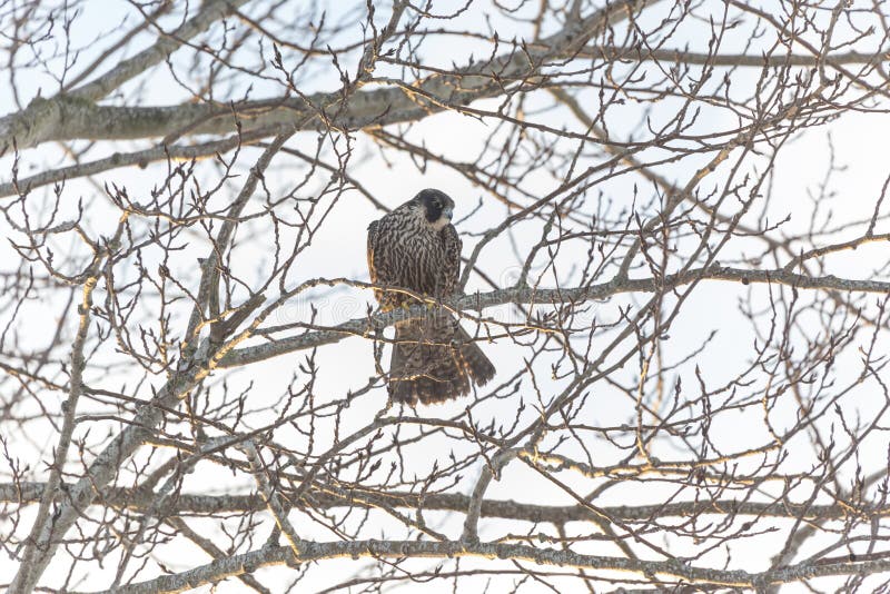 Peregrine Falcon bird stock image. Image of columbia - 169944273