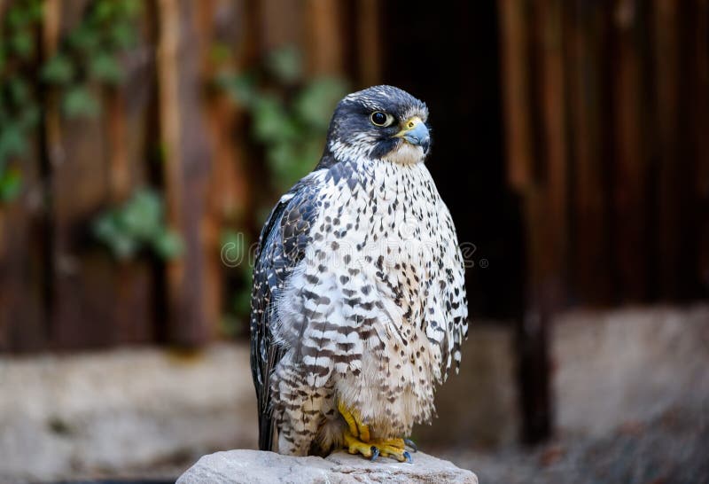 Peregrine Falcon stock image. Image of males, hover, falcon - 62874429