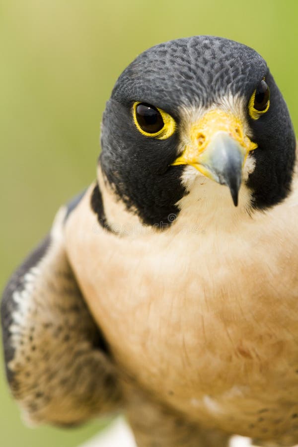 Peregrine Falcon stock photo. Image of face, year, peregrine - 31101948