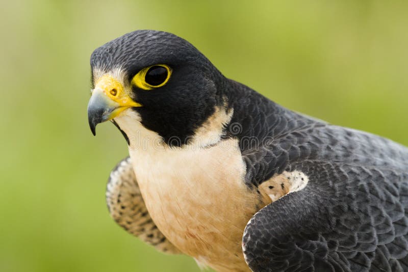 Peregrine Falcon stock photo. Image of peregrinus, brown - 31101970