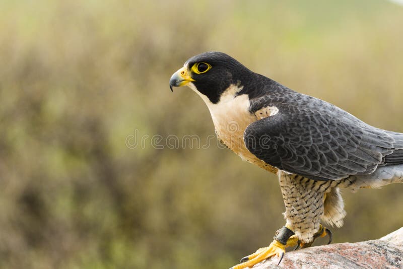 Angry Peregrine Falcon stock image. Image of raptor, falcon - 31509283