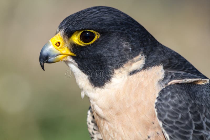 Peregrine Falcon stock photo. Image of nature, outside - 37689726