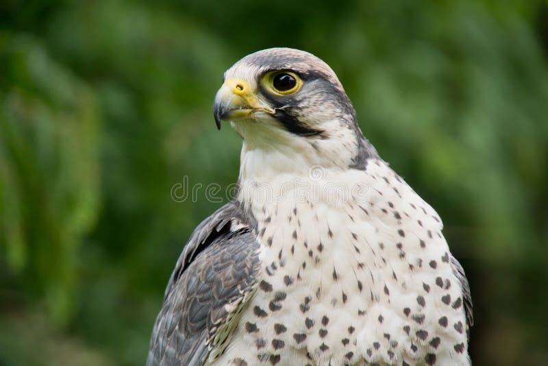 480 Peregrine Falcon Claws Stock Photos - Free & Royalty-Free Stock ...