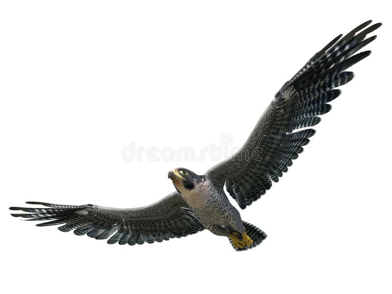 Peregrine Falcon 3d Illustration Isolated on White Background Stock ...