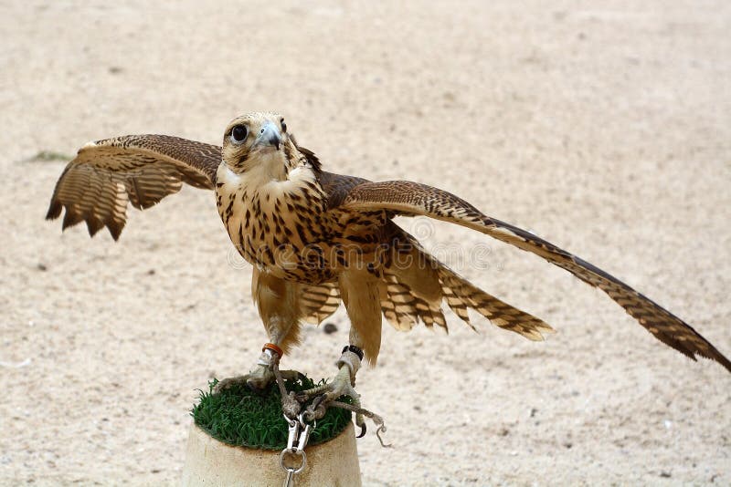 Peregrine Falcon, Doha, Qatar Stock Photo - Image of animal, hobby ...