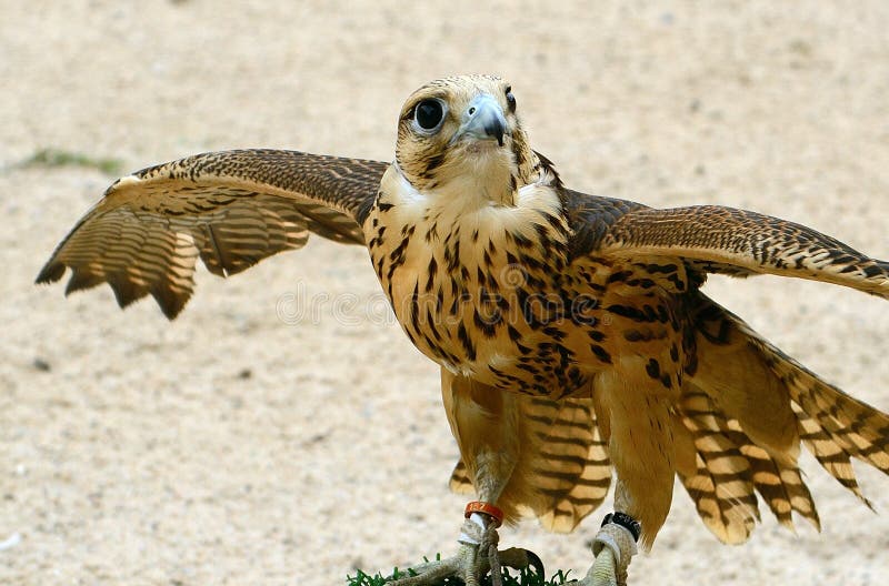 Peregrine Falcon, Doha, Qatar Stock Photo - Image of market, hunter ...