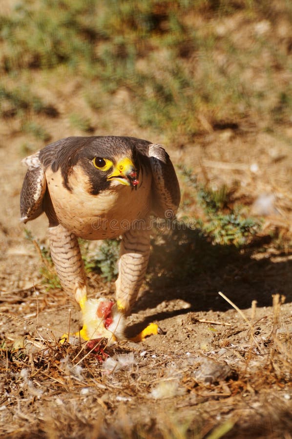 Peregrine Falcon Eating a Chick Stock Photo - Image of nature, falcon ...