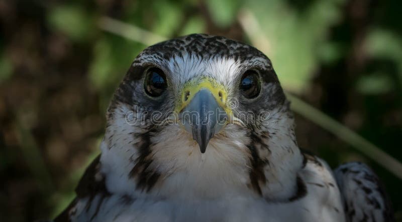 Peregrine Falcon Face imagem de stock. Imagem de nave - 97881551