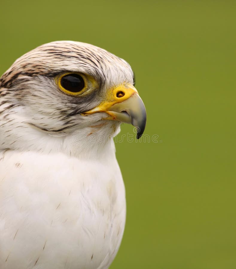 Peregrine Falcon (Falco Peregrinus) Stock Photo - Image of head, animal ...