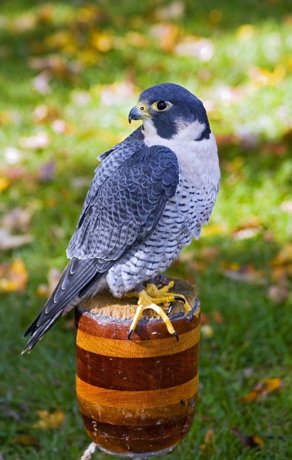 Peregrine Falcon (Falco Peregrinus) Sits On Perch Stock Image - Image ...