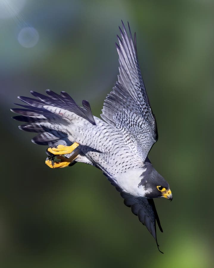 A Peregrine Falcon in Fast Flight, Its Feathers are Gray and Black, Its ...
