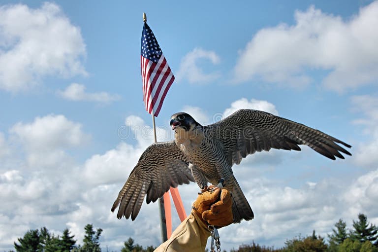 558 Peregrine Falcon Claws Stock Photos - Free & Royalty-Free Stock ...