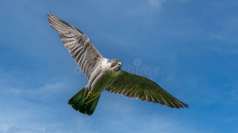 Peregrine falcon in flight stock image. Image of dashing - 269024977