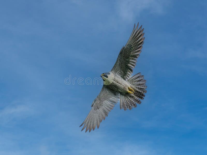 Peregrine falcon stock photo. Image of chase, hayabusa - 269024980