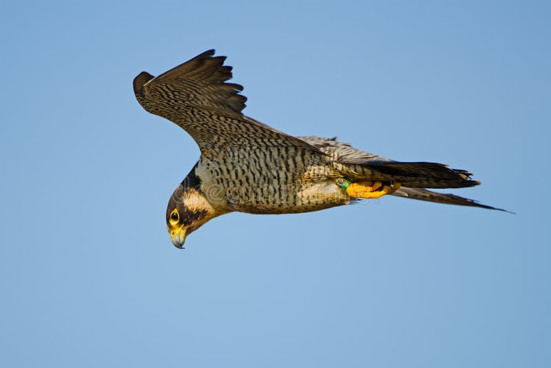 Peregrine Falcon stock image. Image of profile, falcon - 35740503