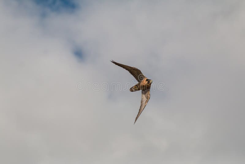 Falcon in Flight stock photo. Image of falconry, wild - 8800538
