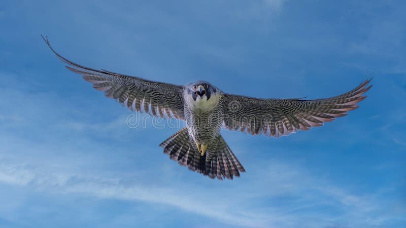 Vulture Screaming Stock Photos - Free & Royalty-Free Stock Photos from ...