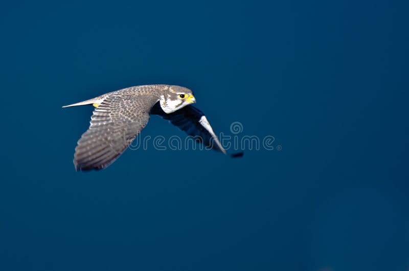 stock photo. Image of circling, wildlife, bird, falcon - 39343888
