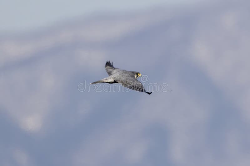 Peregrine Falcon Flight Winter Mountain Background Stock Photos - Free ...